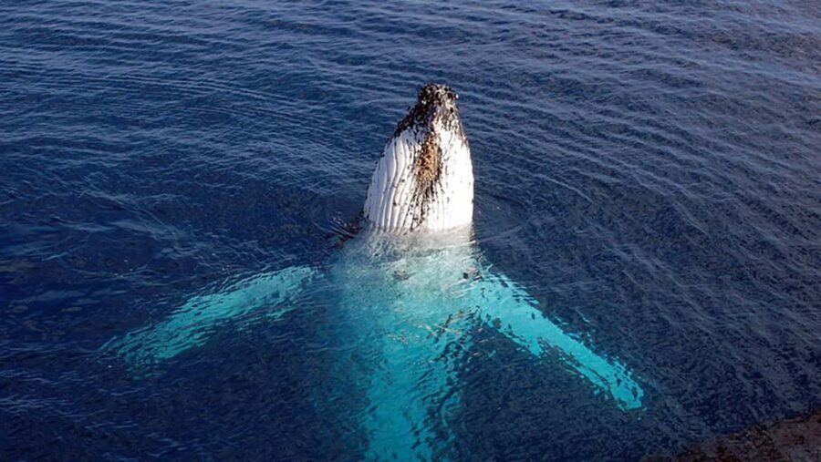 Tadoussac/Charlevoix: VIP Lounge OR UpperDeck Whale Watching - What to Expect During the Tour
