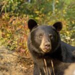 Tadoussac/Charlevoix: Whale & Bear Wildlife Tour - Ferme 5 Étoiles: A Sanctuary for Rescued Animals