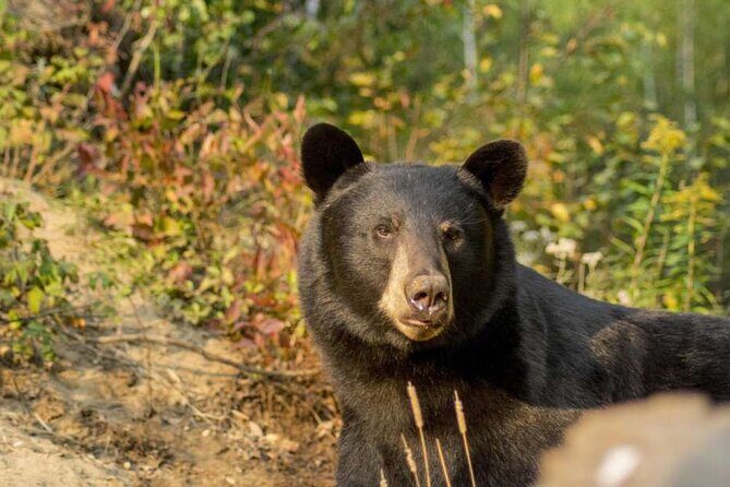 Tadoussac/Charlevoix: Whale & Bear Wildlife Tour - Ferme 5 Étoiles: A Sanctuary for Rescued Animals