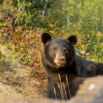 Tadoussac/Charlevoix: Whale Watching Tour & Bear Observation - The Bear Observation Segment