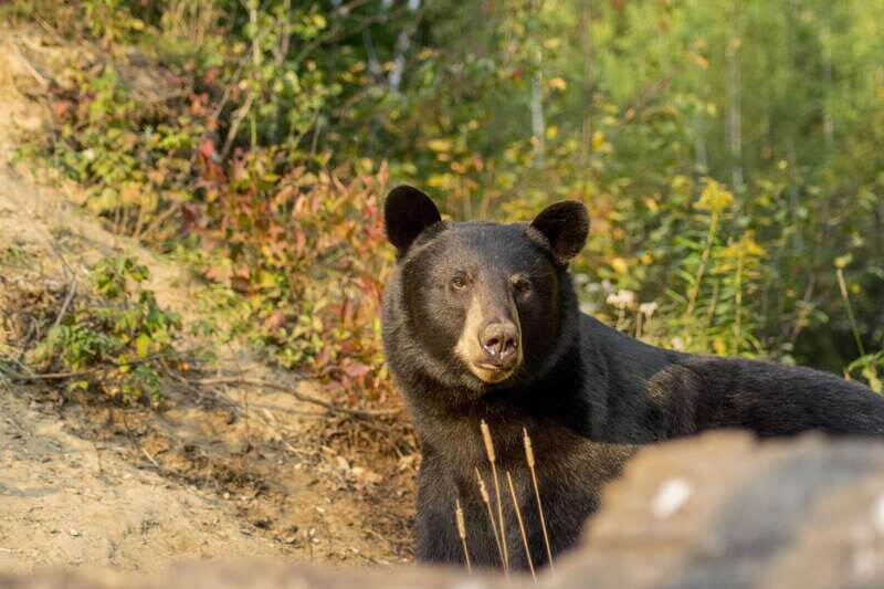 Tadoussac/Charlevoix: Whale Watching Tour & Bear Observation - The Bear Observation Segment