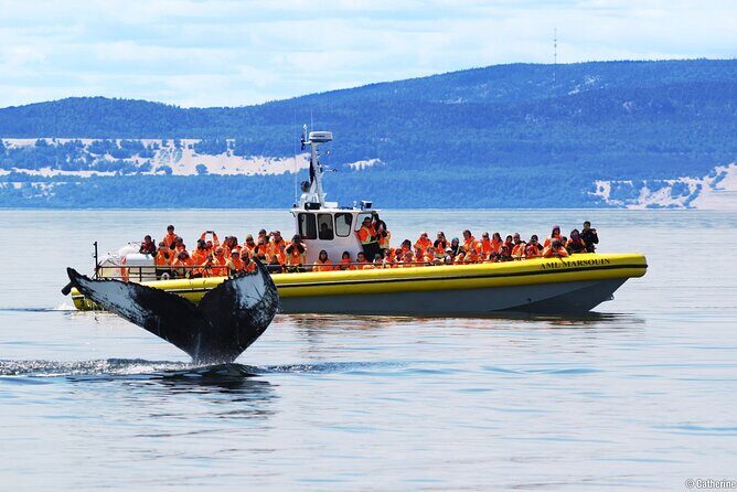 Tadoussac/Charlevoix: Whale Watching Tour - Authentic Traveler Perspectives