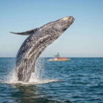 Tadoussac/Charlevoix: Whale Watching Zodiac Tour - The Sum Up