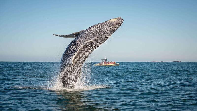 Tadoussac/Charlevoix: Whale Watching Zodiac Tour - The Sum Up