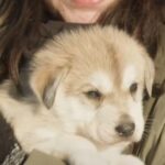 Talkeetna: Alaskan Winter Dog Sledding Experience - Final Thoughts