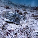 Tamarindo: Guided Snorkeling Tour with Marine Life Spotting - Safety and Comfort Considerations