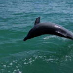 Tampa Bay: Dolphin Shelling Snorkeling Cruise - What to Expect on the Trip