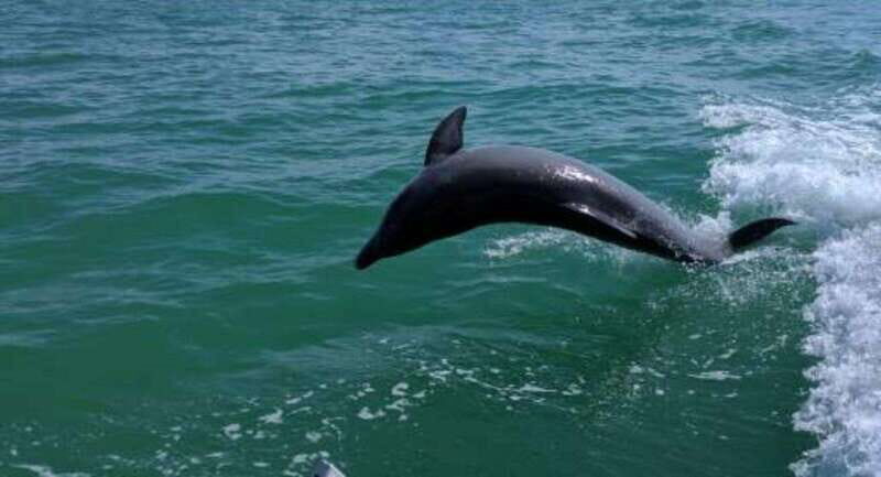 Tampa Bay: Dolphin Shelling Snorkeling Cruise - What to Expect on the Trip