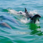 Tarpon Springs: Evening Dolphin Cruise - The Experience’s Value: Price and Practicality