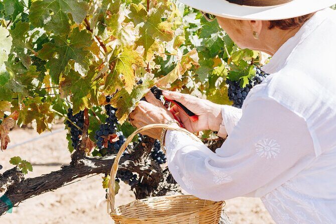 Tasting and tour through the vineyard - The Sum Up: Who Will Love This Tour?