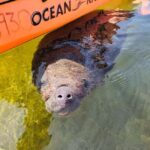 Tavernier, FL: Mangrove and Manatees Guided Kayak Eco Tour - Who Will Love This Tour?