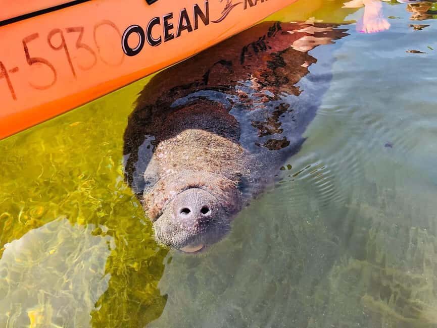 Tavernier, FL: Mangrove and Manatees Guided Kayak Eco Tour - Who Will Love This Tour?