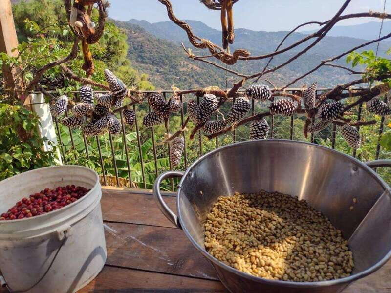 Taxco: Organic Coffee Garden Experience - Who Will Love This Tour?