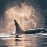 Telegraph Cove: 3-Hour Whale Watching Tour in a Zodiac Boat - What to Expect in Terms of Comfort and Preparation