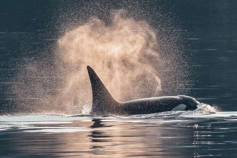Telegraph Cove: 3-Hour Whale Watching Tour in a Zodiac Boat - What to Expect in Terms of Comfort and Preparation