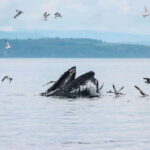 Telegraph Cove: Day Trip Kayaking Tour - What to Expect from the Day