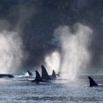 Telegraph Cove: Whale Watching Adventure with Free Photos - Analyzing the Value