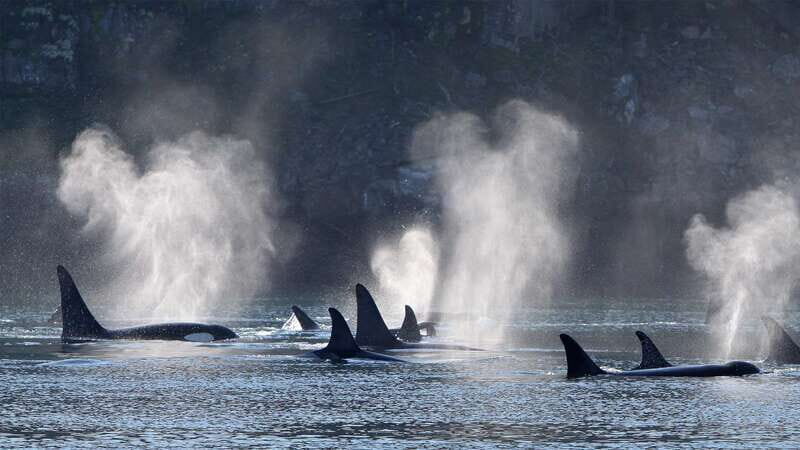 Telegraph Cove: Whale Watching Adventure with Free Photos - Analyzing the Value
