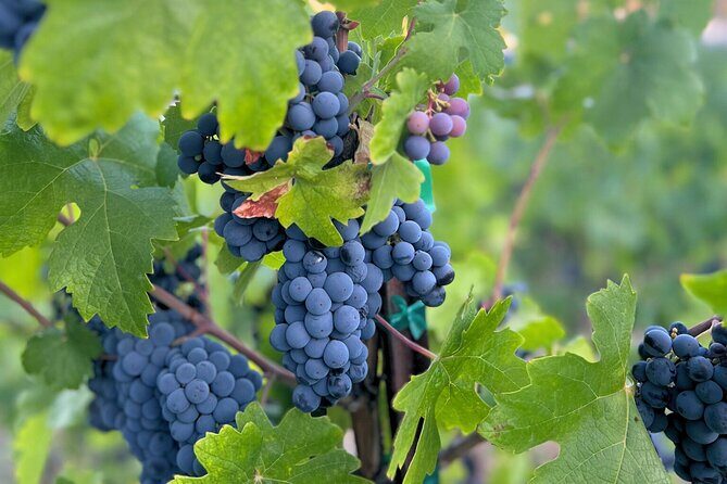 Temecula Treasures Wine Tour - Who Will Enjoy This Tour Most?