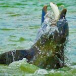 Ten Thousand Islands Eco/Dolphin Tour - The Sum Up