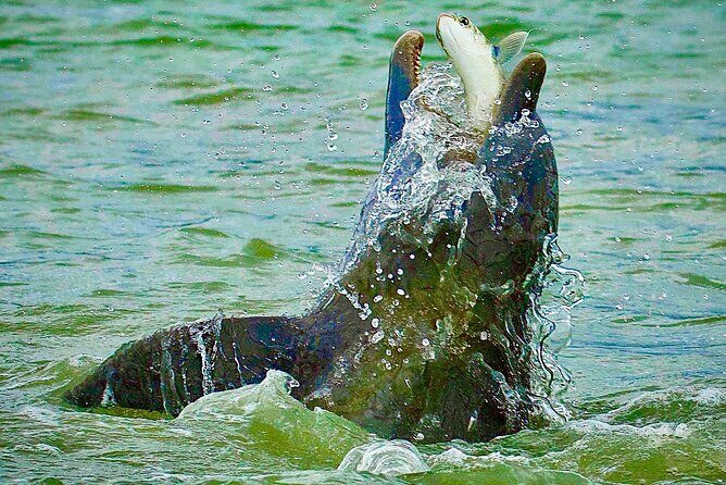 Ten Thousand Islands Eco/Dolphin Tour - The Sum Up