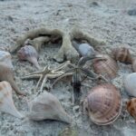 Ten Thousand Islands Sunset, Beach and Eco Tour - Why This Tour Is Worth Considering