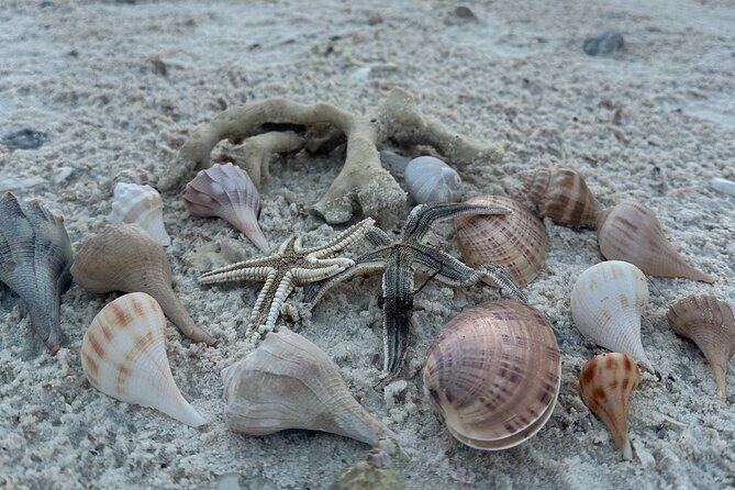 Ten Thousand Islands Sunset, Beach and Eco Tour - Why This Tour Is Worth Considering