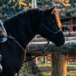 The Montagnarde: Guided horseback ride on mountain trails. - The itinerary in detail