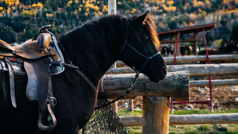 The Montagnarde: Guided horseback ride on mountain trails. - The itinerary in detail