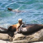 The San Diego Highlights Tour - Who Will Love This Tour?