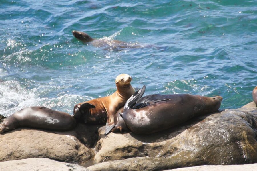 The San Diego Highlights Tour - Who Will Love This Tour?
