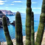 The Ultimate Camel Safari Experience in Los Cabos - The Experience Itself: A Day to Remember