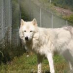 Tidewater: White Wolf Sanctuary Tour and Presentation - What to Expect on the Tour