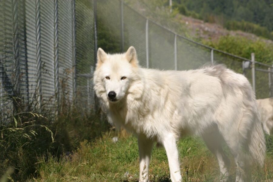 Tidewater: White Wolf Sanctuary Tour and Presentation - What to Expect on the Tour