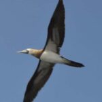 Title: Puerto Vallarta: Marietas Island Adventure - Wildlife Sightings: Why They Matter