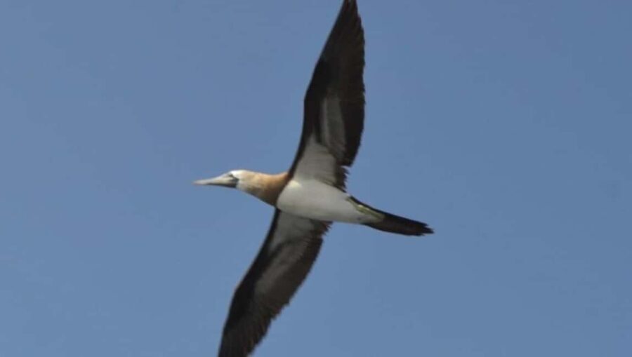 Title: Puerto Vallarta: Marietas Island Adventure - Wildlife Sightings: Why They Matter