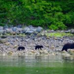 Tofino: Bear Watching Boat Tour with Nature Guide - Practical Details and Tips