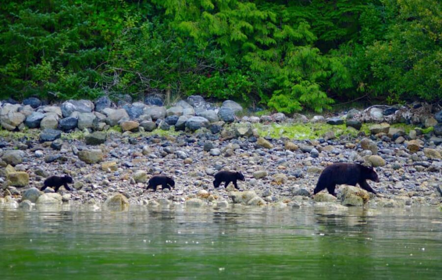 Tofino: Bear Watching Boat Tour with Nature Guide - Practical Details and Tips