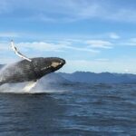Tofino: Whale Watching Tour with Nature Guide - Who Should Consider This Tour?