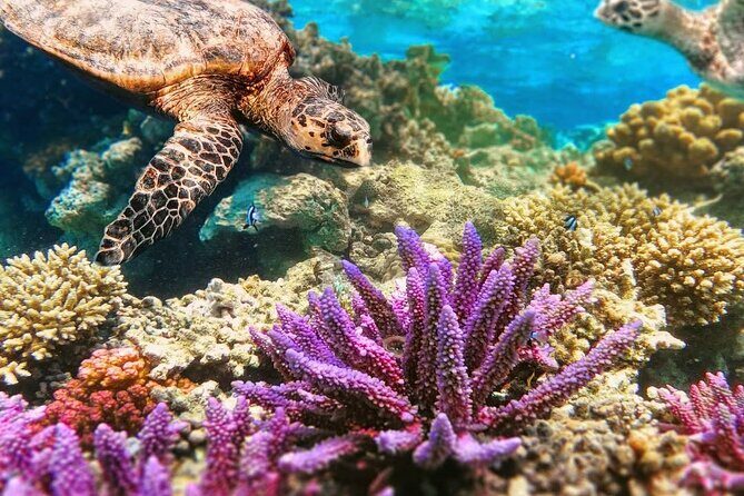 Top Snorkeling Experience in Puerto Morelos Reef - Why This Tour Works Well for Travelers