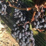 Toronto: Private Wine Tour to Niagara-on-the-Lake - What to Expect on This Private Wine Tour