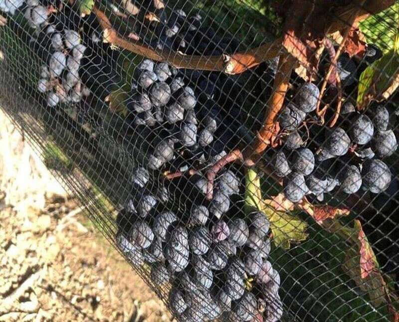 Toronto: Private Wine Tour to Niagara-on-the-Lake - What to Expect on This Private Wine Tour