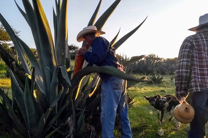 Tour de Pulque en Tepotzotlán, Pueblo Mágico - Why This Tour Works Well