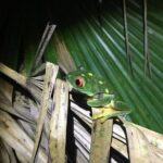 Tour Herpetologico - The Itinerary: From Meeting to Nightfall