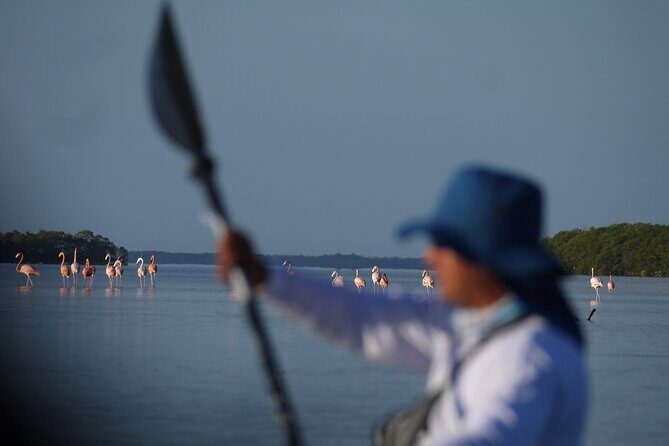 Tour the Mangroves in Kayak by Isla Holbox - The Sum Up