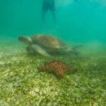 Tour to swim with turtles - Who Is This Tour Best For?