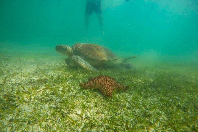 Tour to swim with turtles - Who Is This Tour Best For?