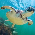 Tour to Tulum and cenote with swimming with turtles from Riviera Maya - The Itinerary in Detail