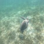 Tour Tulum, Cenote and Swim with Turtles in Akumal - Snorkeling at Akumal Turtle Sanctuary