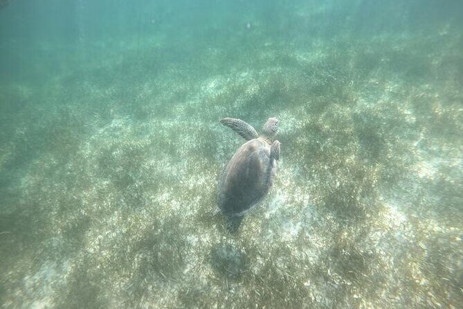 Tour Tulum, Cenote and Swim with Turtles in Akumal - Snorkeling at Akumal Turtle Sanctuary